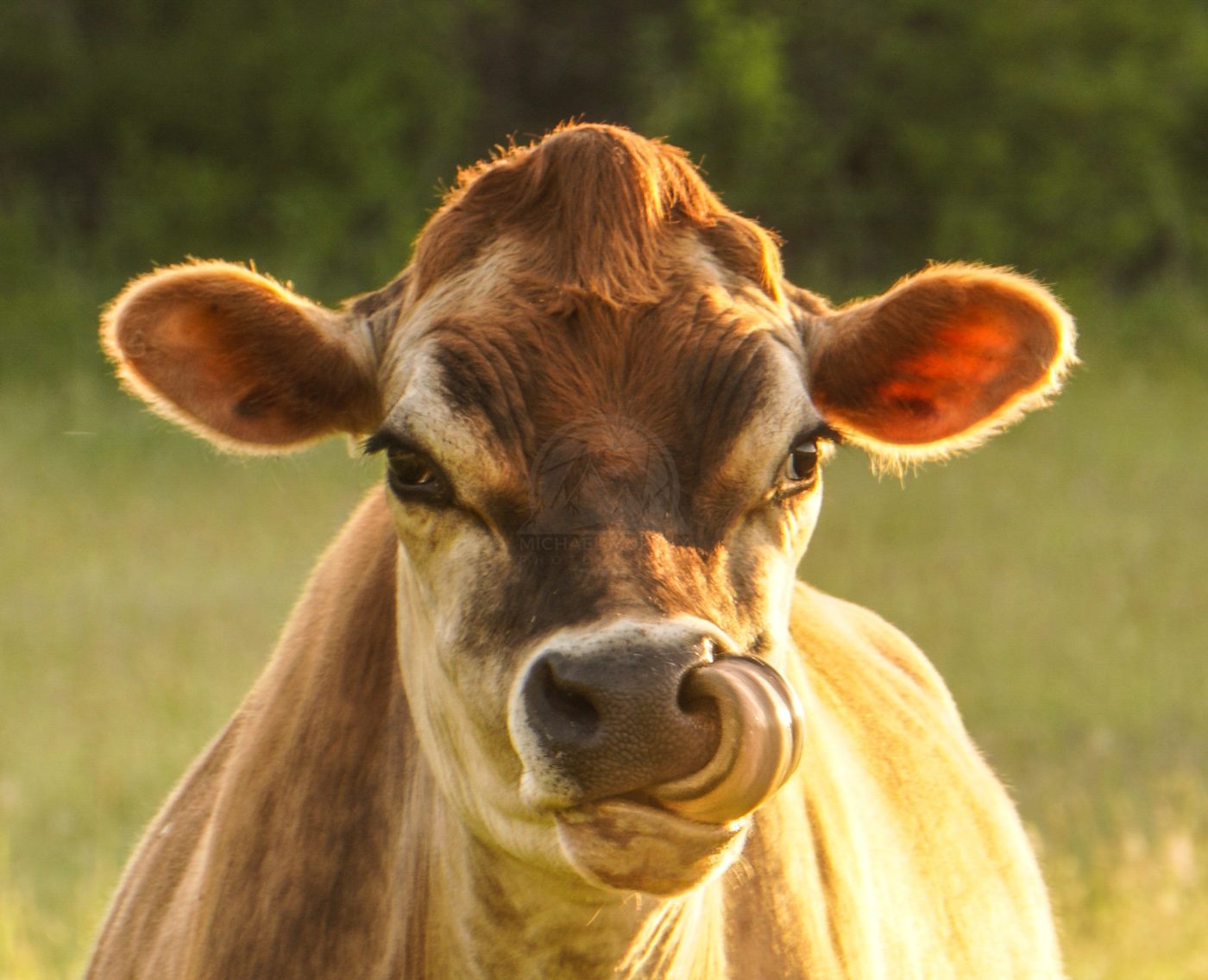 Funny Cow Face Photo and Pictures