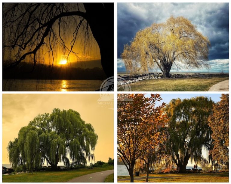 Edgewater Park in Cleveland Ohio Willow Treet Photo